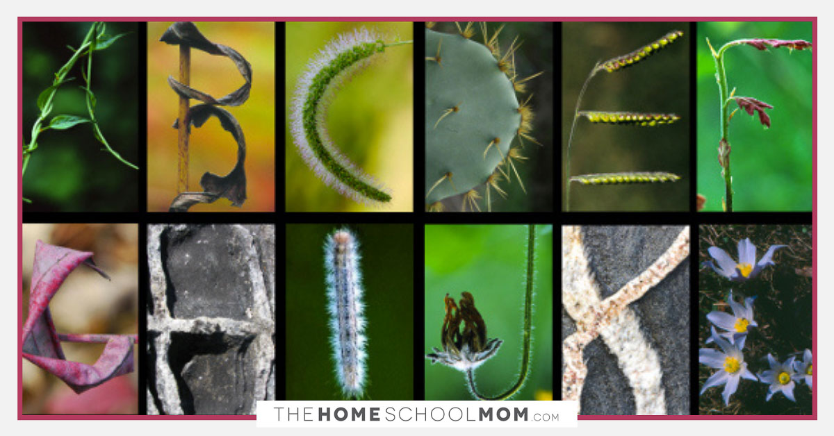 The Alphabet Walk: Learning ABCs with Rocks and Trees
