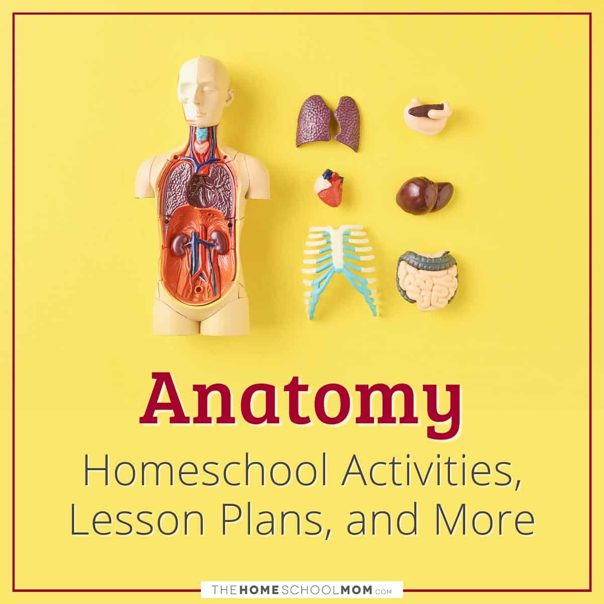 Homeschool Anatomy - TheHomeSchoolMom