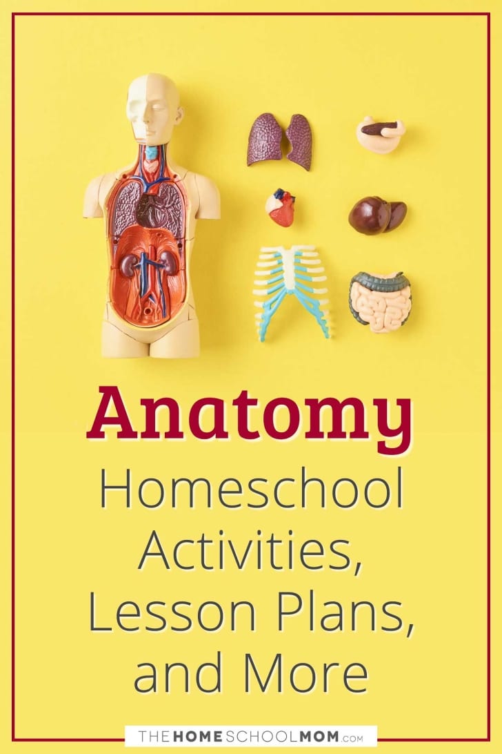 Homeschool Anatomy - TheHomeSchoolMom